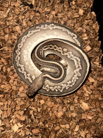 Leopard Black Pastel Mojave Ball Python by Raymundo's Reptiles
