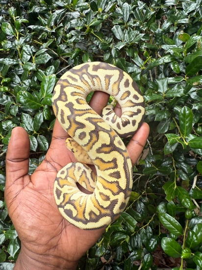 🔥 Cypress Spotnose Fire Clown Male Ball Python by Herp Collectors