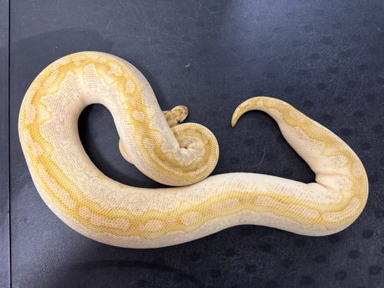 Lesser Leopard Clown Ball Python by Herp Collectors