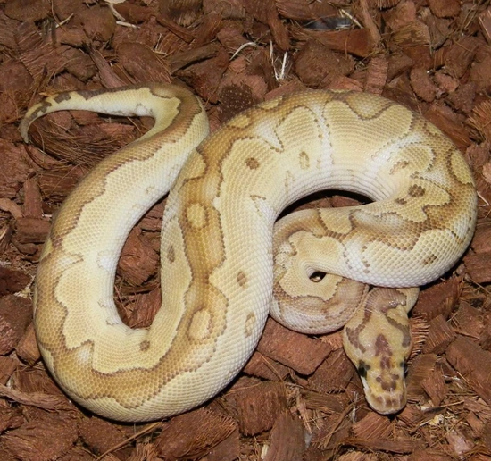 X-treme Gene Lesser Clown PH Tristripe Ball Python by Central Valley ...