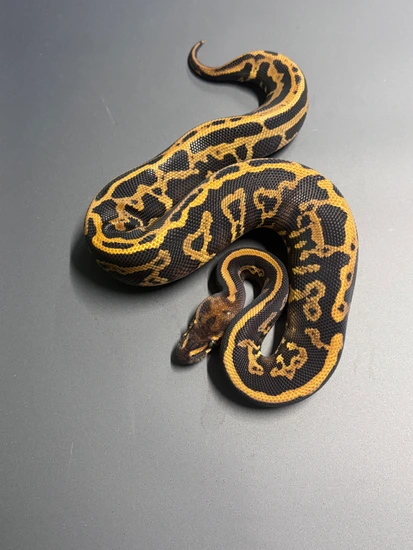 Acid Leopard Mojave/Mystic Ball Python by Twin B’s Reptiles