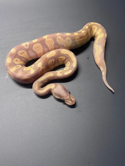 Black Head Banana ODYB 50% DH Hypo Pied Ball Python by Twin B’s Reptiles