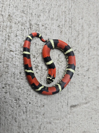Tri-Colored Tri-Color Hognose by Triple R - Ryan's Rats and Reptiles