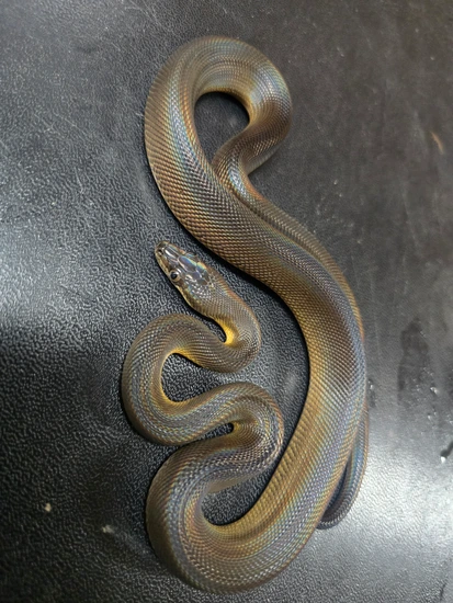 Unrelated Queensland Pythons Pair More Python by Triple R - Ryan's Rats ...