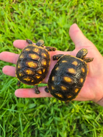 2 Pack Red-footed Tortoise Red-Footed Tortoise by Triple R - Ryan's ...
