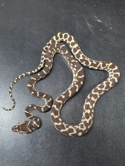 2024 Rough Scaled Pair Rough-Scaled Python by Triple R - Ryan's Rats and Reptiles