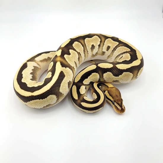 Mojave, OD, YB, Fire, (100 Het Pied) Ball Python by SDG Pythons