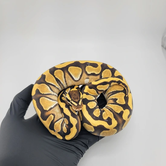 OD, Lace, Phantom, Enchi (100 Het Clown) Ball Python by SDG Pythons