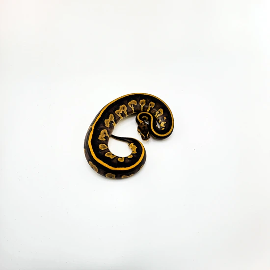 Wookie, Spotnose, Russo, Leopard, Specter (100 Het Lavender Albino ...