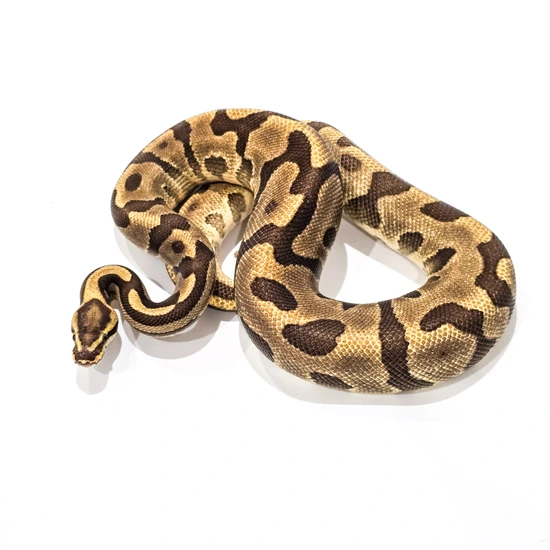 Super Enchi, Probably Acid, Poss Leo Ball Python by SDG Pythons