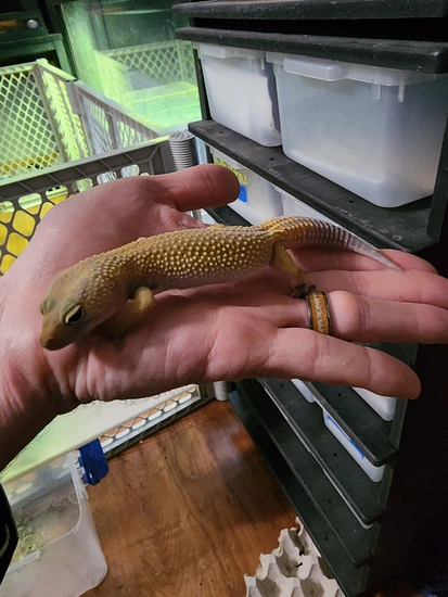 Mack Snow Tremper Albino Murphy Patternless Leopard Gecko by DTLA ...