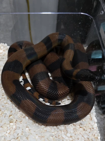 1.1 Pair Adult Bismarck Ringed Pythons More Python by Reptile Collective