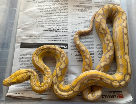 Purple Marble Reticulated Python by Python Power