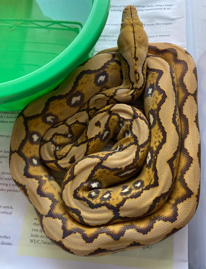 Indo Caramel Sunfire Reticulated Python by Python Power