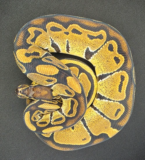 Taronja Pos Het Pied Ball Python by R&D Constrictors, LLC