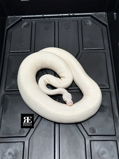 Blue Eye Lucy Super Russo White Diamond Ball Python by Royalty Exotics