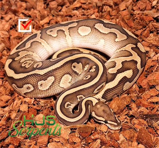 Lesser Leopard Het Clown Ball Python by HJS Serpents