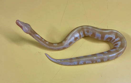 T Negative Albino Blood Python by 616 Serpents