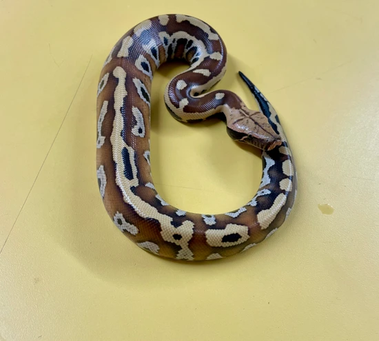 Normal 100% Het T Positive Albino Cherry Bomb Lineage Blood Python by ...