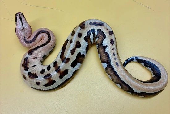 NEW Pic! Goldeneye 100% Het T Positive Male Blood Python by 616 Serpents