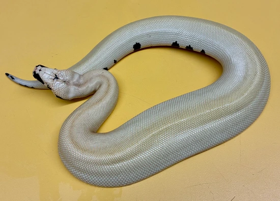Magpie 100% Het T Negative Albino Female Blood Python by 616 Serpents