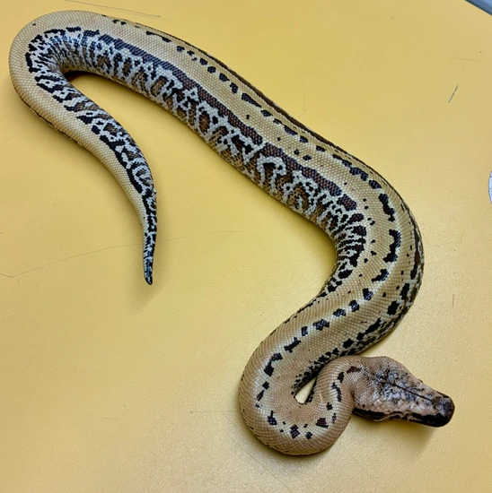 Xmas Sale!! Pixel (Goldeneye X Batik) 50% Poss Het T- Albino Male Blood ...