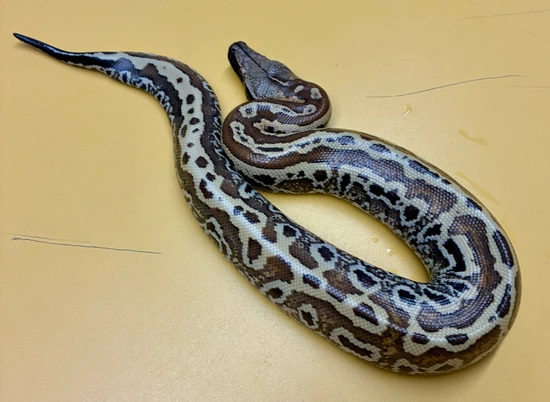 2025 Druid Poss Het T+ Albino Female #2 Blood Python by 616 Serpents