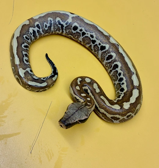 2025 Druid Poss Het T+ Albino Female #3 Blood Python by 616 Serpents