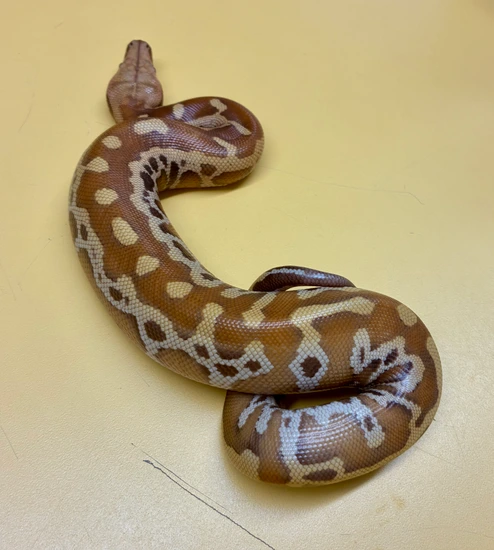 T Positive Albino Cherry Bomb Lines Female Blood Python by 616 Serpents