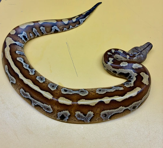 Normal 100% Het T Negative Albino Female Blood Python by 616 Serpents