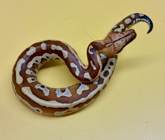 NO RESERVE!! READ! 2025 Normal Marter / Orange Crush Blood Python by ...