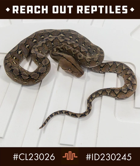 D Wild Type 100% Het Anery Reticulated Python by Reach Out Reptiles LLC