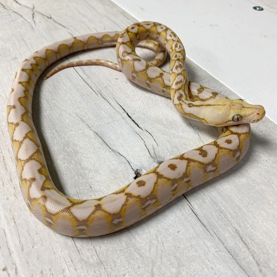 D Purple Snow Reticulated Python by Reach Out Reptiles LLC