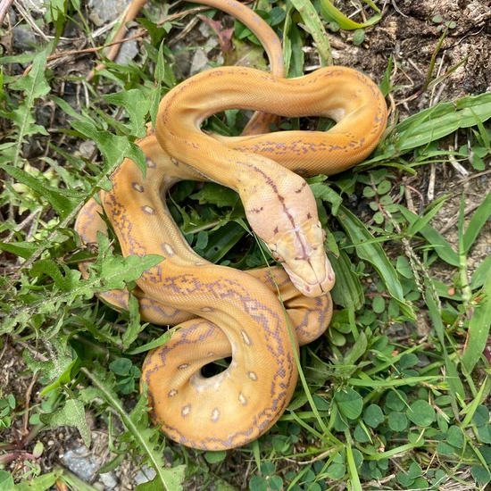D Purple Golden Child Snow Reticulated Python by Reach Out Reptiles LLC