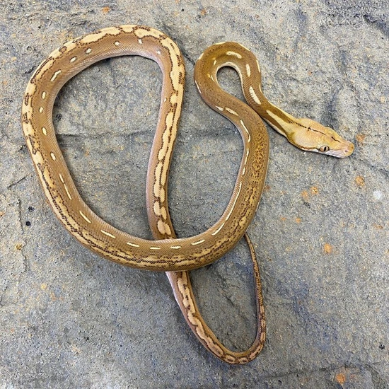 Super Dwarf Orange Ghost Stripe Reticulated Python by Reach Out ...