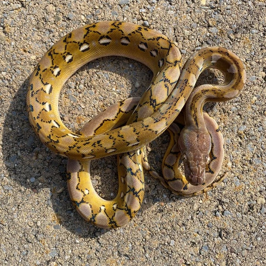 Sd Platinum Citron 100% Het Titanium Reticulated Python by Reach Out ...