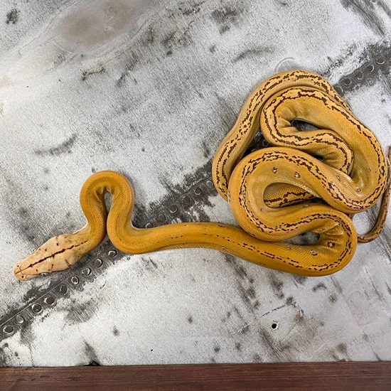 D Golden Child Orange Glow 66% Het Anery Reticulated Python by Reach ...