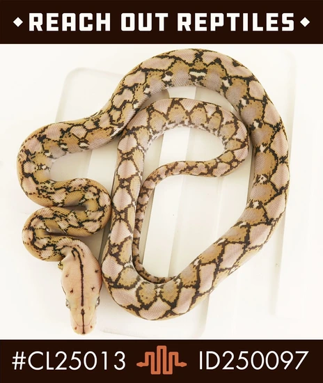 Dwarf Orange Snow Glow Reticulated Python by Reach Out Reptiles LLC