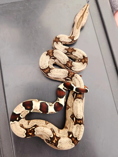 Cbb Bcc Suriname True Red-Tailed Boa Constrictor by Chill Life Exotics