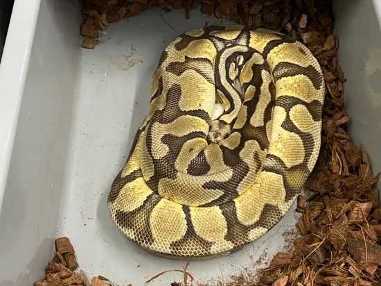 Pastel Enchi Scaleless Head Ball Python by HeliGuy Serpents
