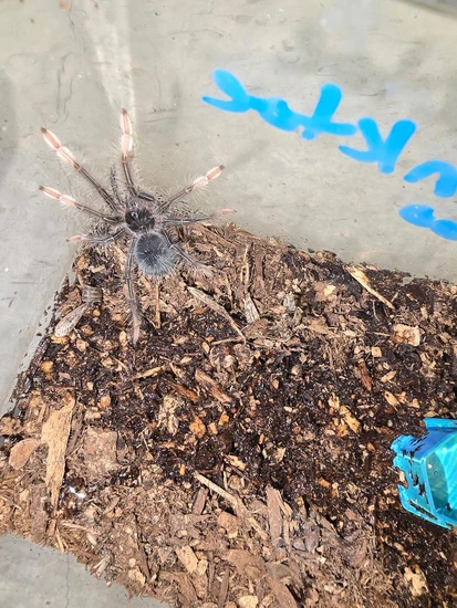 Goliath Pink Toe Bird Eater Tarantula by All That Slithers