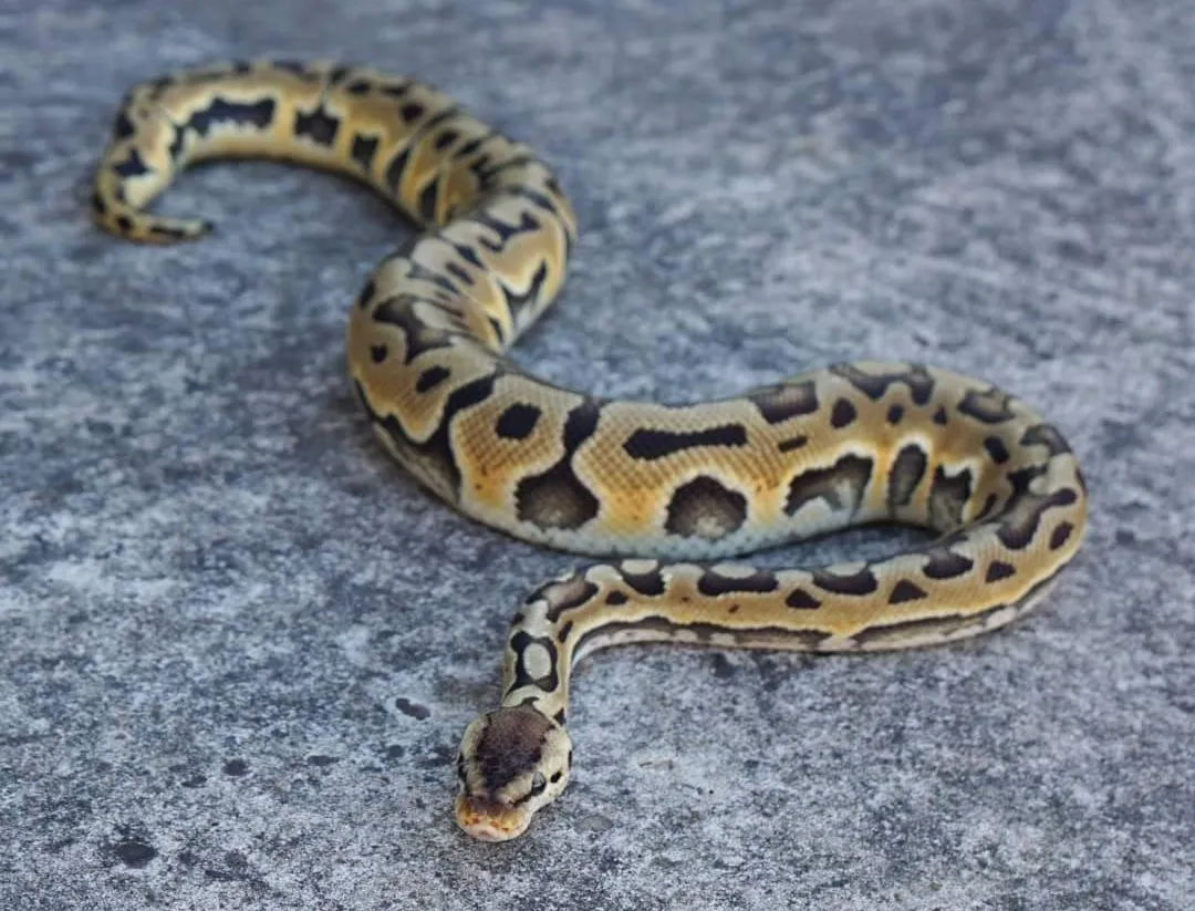 Rebel Regius's Collection - MorphMarket