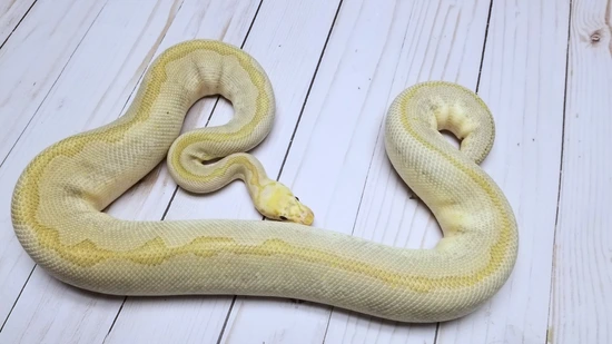 Bamboo Pastel Clown Ball Python by recessive Royals Design