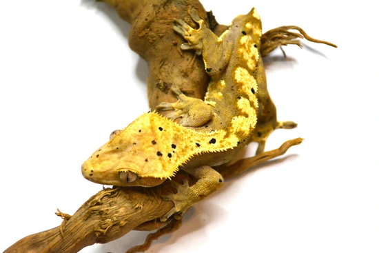 Juvenile Harlequin/ Dal Spots Crested Gecko by Red Rocks Exotic Reptiles