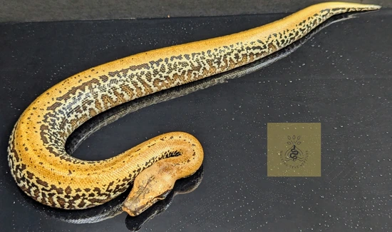 Het T-Negative Albino Pixel Blood Python by Walking Tree Reptiles