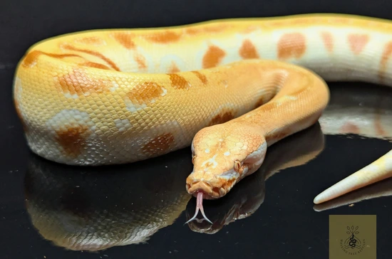 2024 T-Negative GOLDENEYE Blood Python by Walking Tree Reptiles