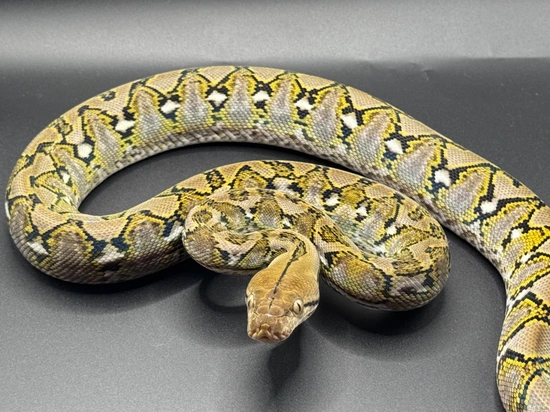 Dwarf Anery Het Purple Albino Retic Reticulated Python by Red Beard Exotics