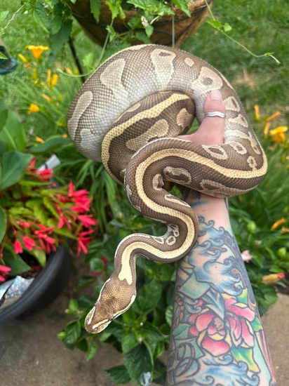 Leopard Butter Fire Pos Het Clown Ball Python by Red City Reptiles