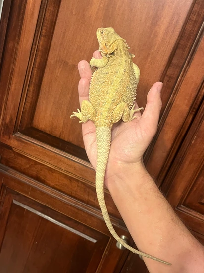 Lazy (25% Barbata) Central Bearded Dragon by Red Dirt Beardies & More LLC