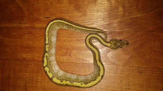 King Pin Ball Python by Redner's Reptiles